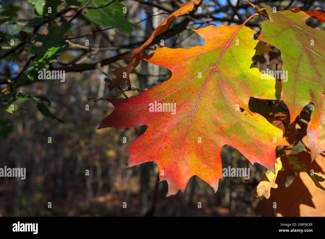 Quercus rubra autumn leaves hi-res stock photography and images - Alamy
