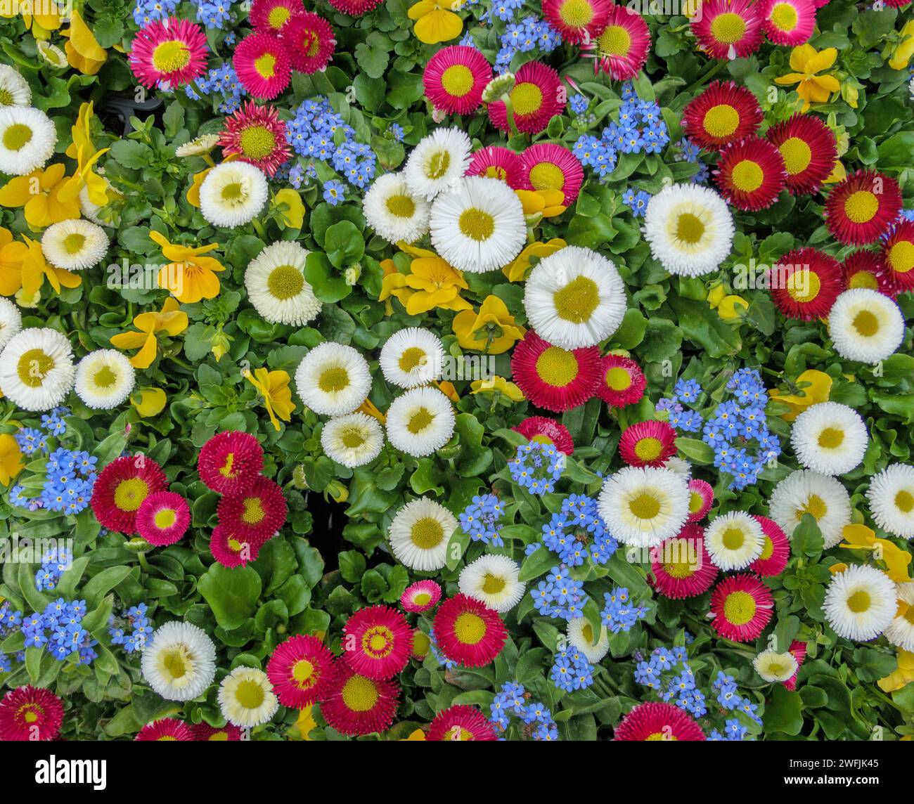 Colorful arrangement with spring flowers: forget-me-nots (Myosotis ...