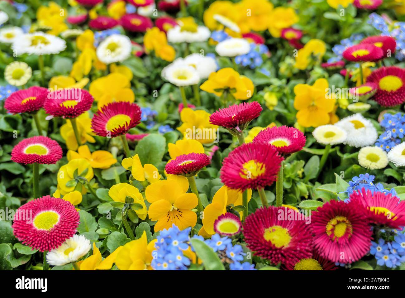 Colorful arrangement with spring flowers: forget-me-nots (Myosotis ...