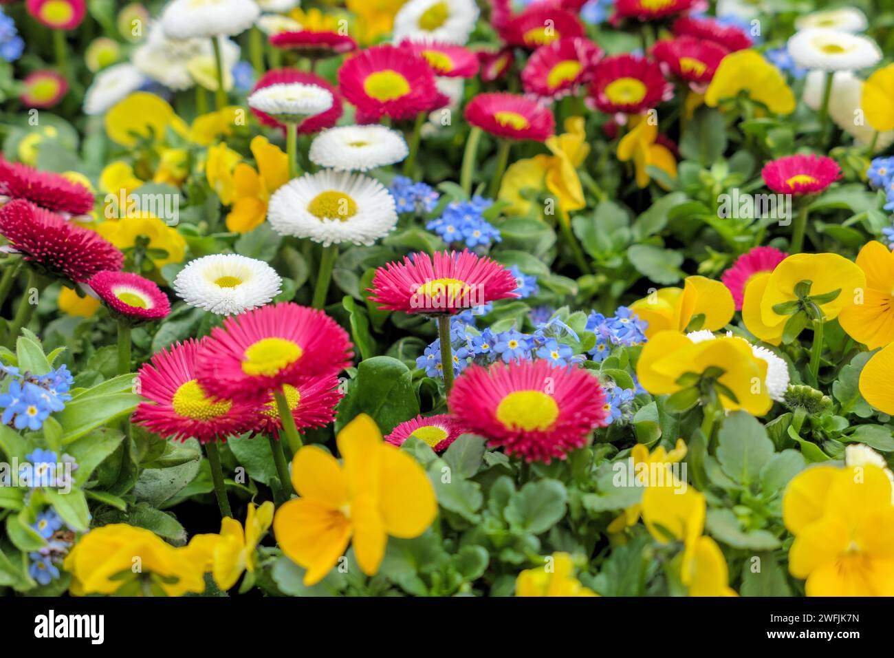 Colorful arrangement with spring flowers: forget-me-nots (Myosotis ...