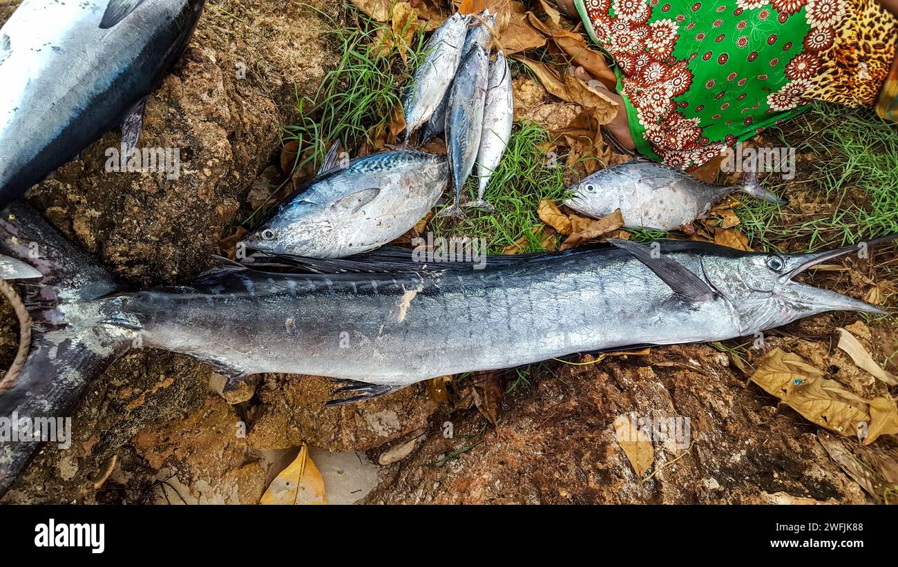 Fish for selling in East Coast Zanzibar Stock Photo - Alamy
