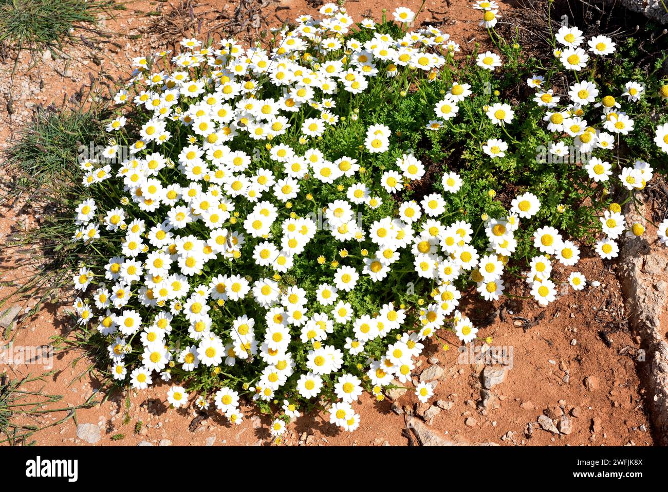 Seaside chamomile (Anthemis maritima) is a perennial herb native to ...
