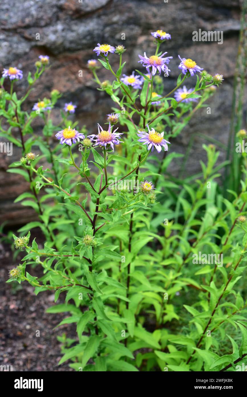 Pyrenean aster (Aster pyrenaeus) is a endangered perennial herb endemic to Pyrenees and ...