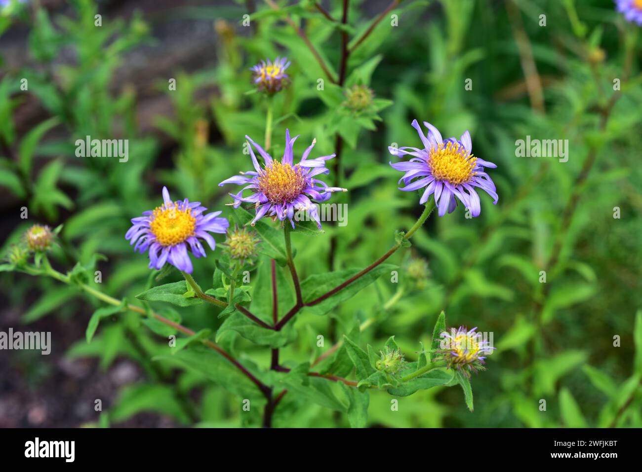 Pyrenean aster (Aster pyrenaeus) is a endangered perennial herb endemic to Pyrenees and ...