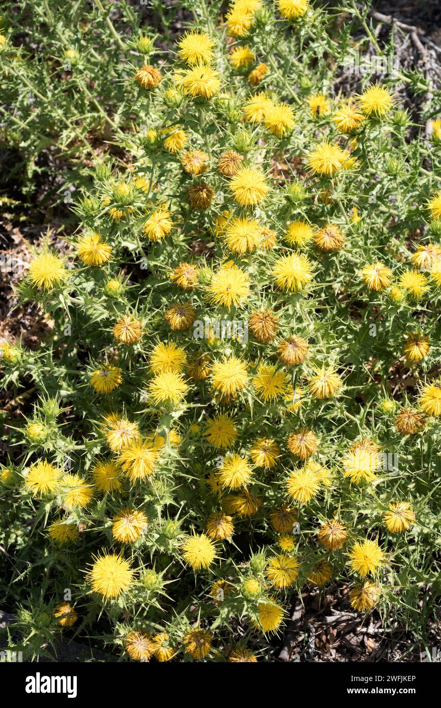 Cardo cabrero hi-res stock photography and images - Alamy