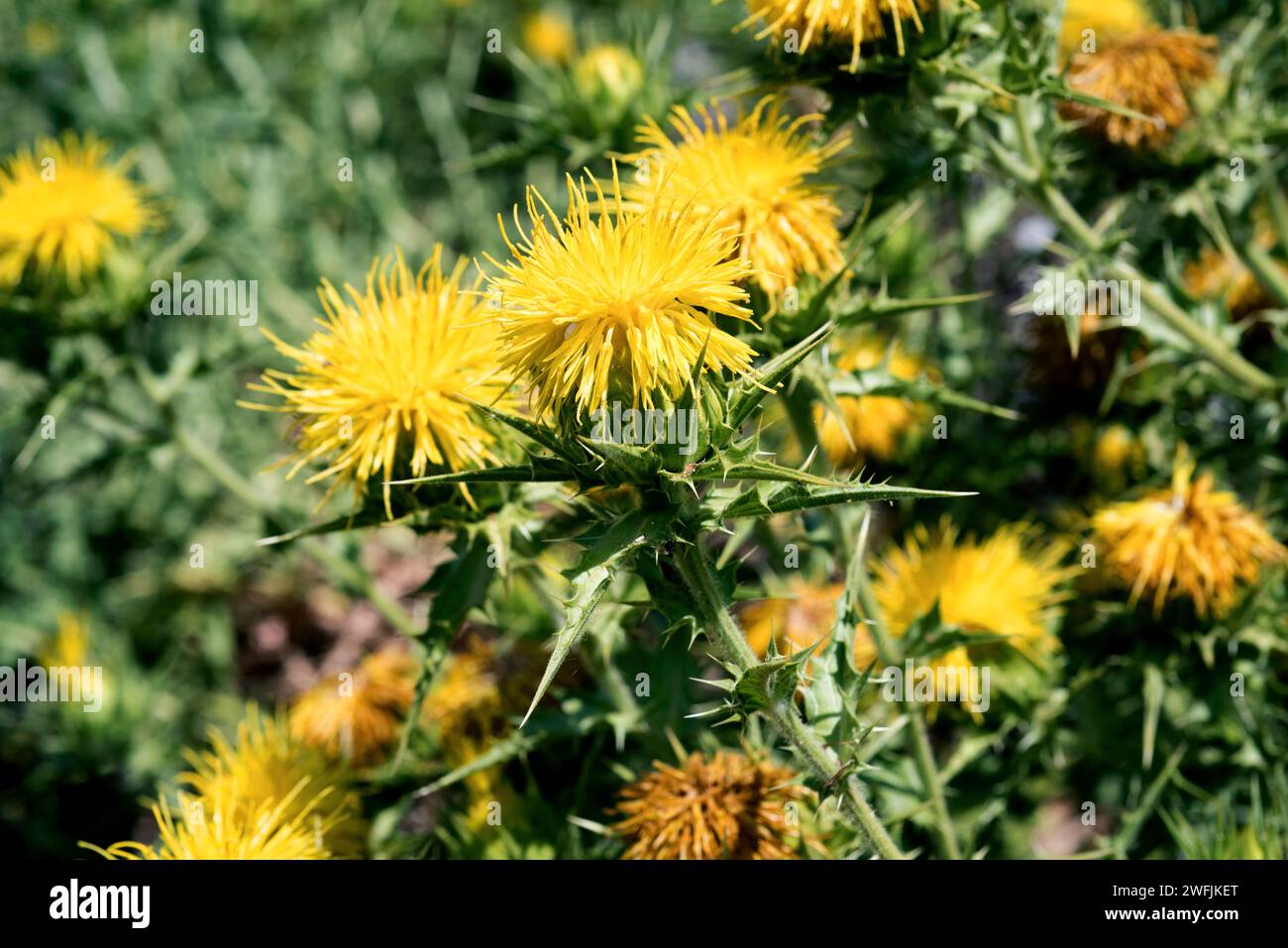 Cardo cabrero hi-res stock photography and images - Alamy