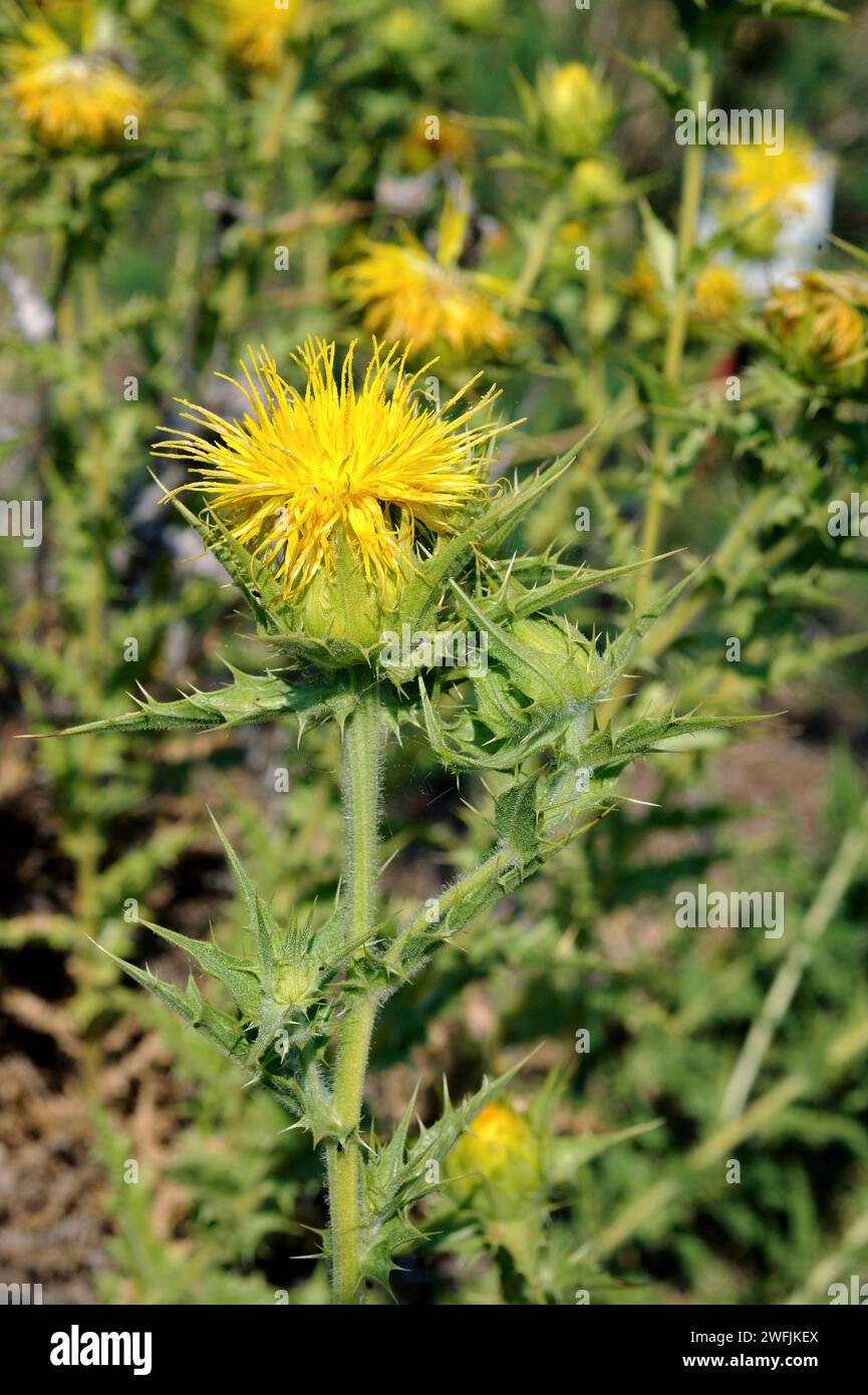 Cardo cabrero hi-res stock photography and images - Alamy
