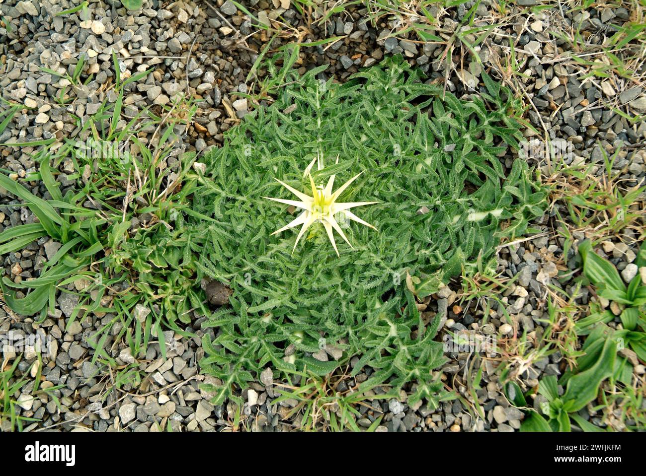 Abrepuno hi-res stock photography and images - Alamy