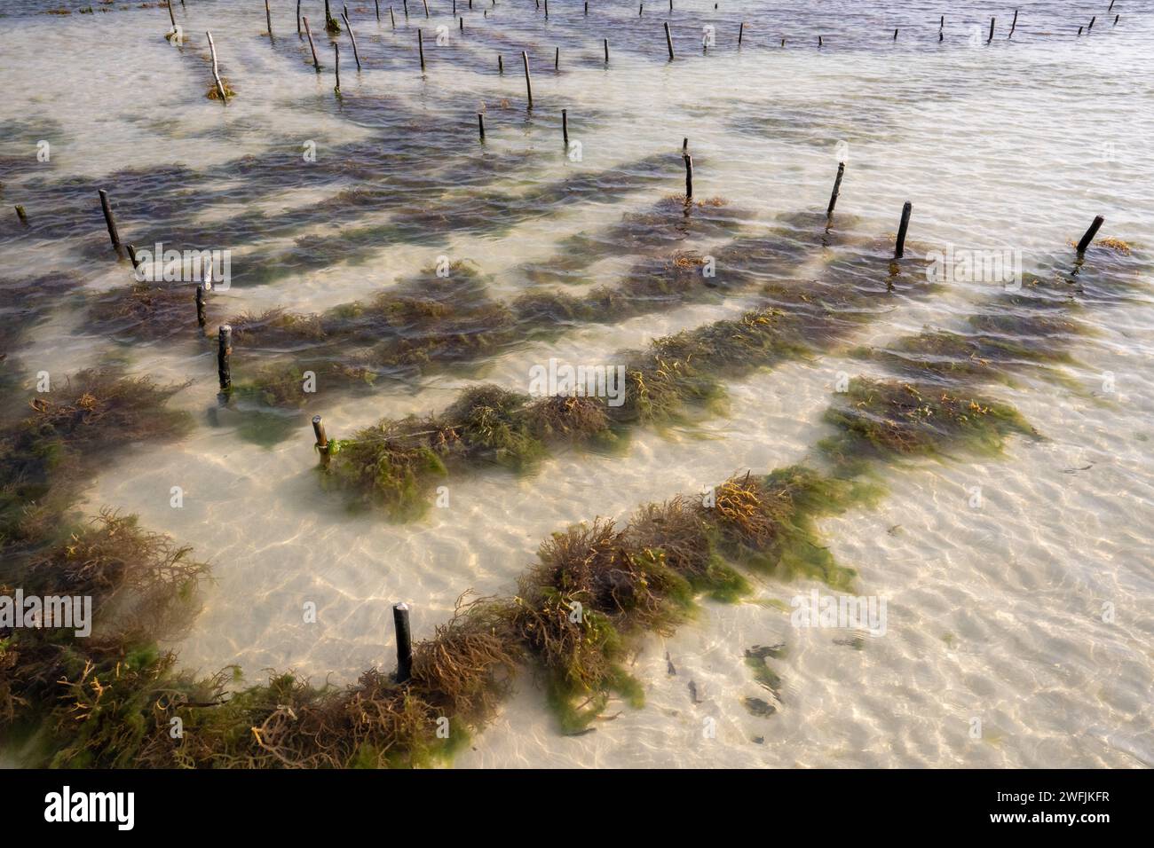 Seaweed farming in Zanzibar Stock Photo - Alamy