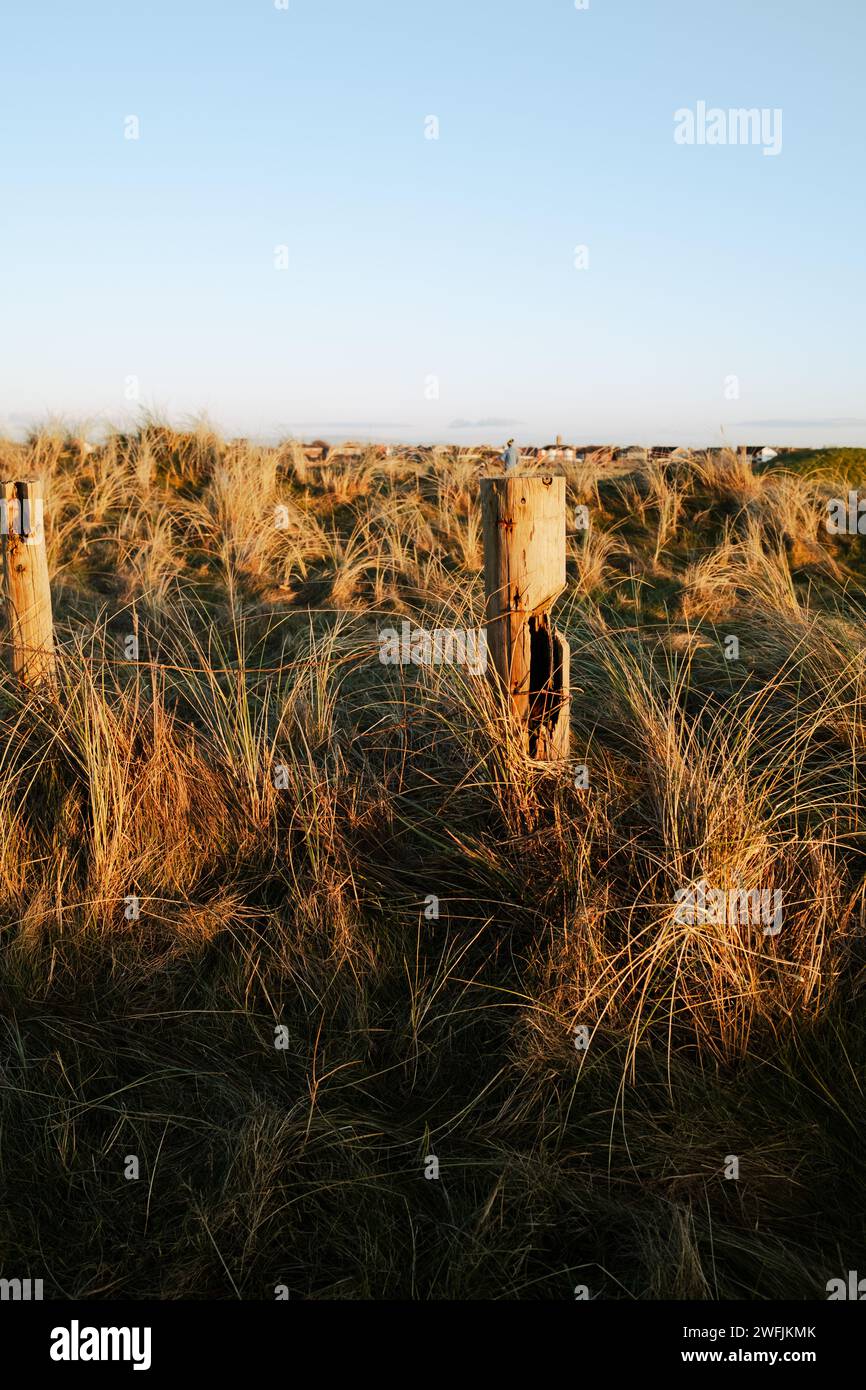 grasses in the sand dunes early evening winter sunshine wooden fence ...