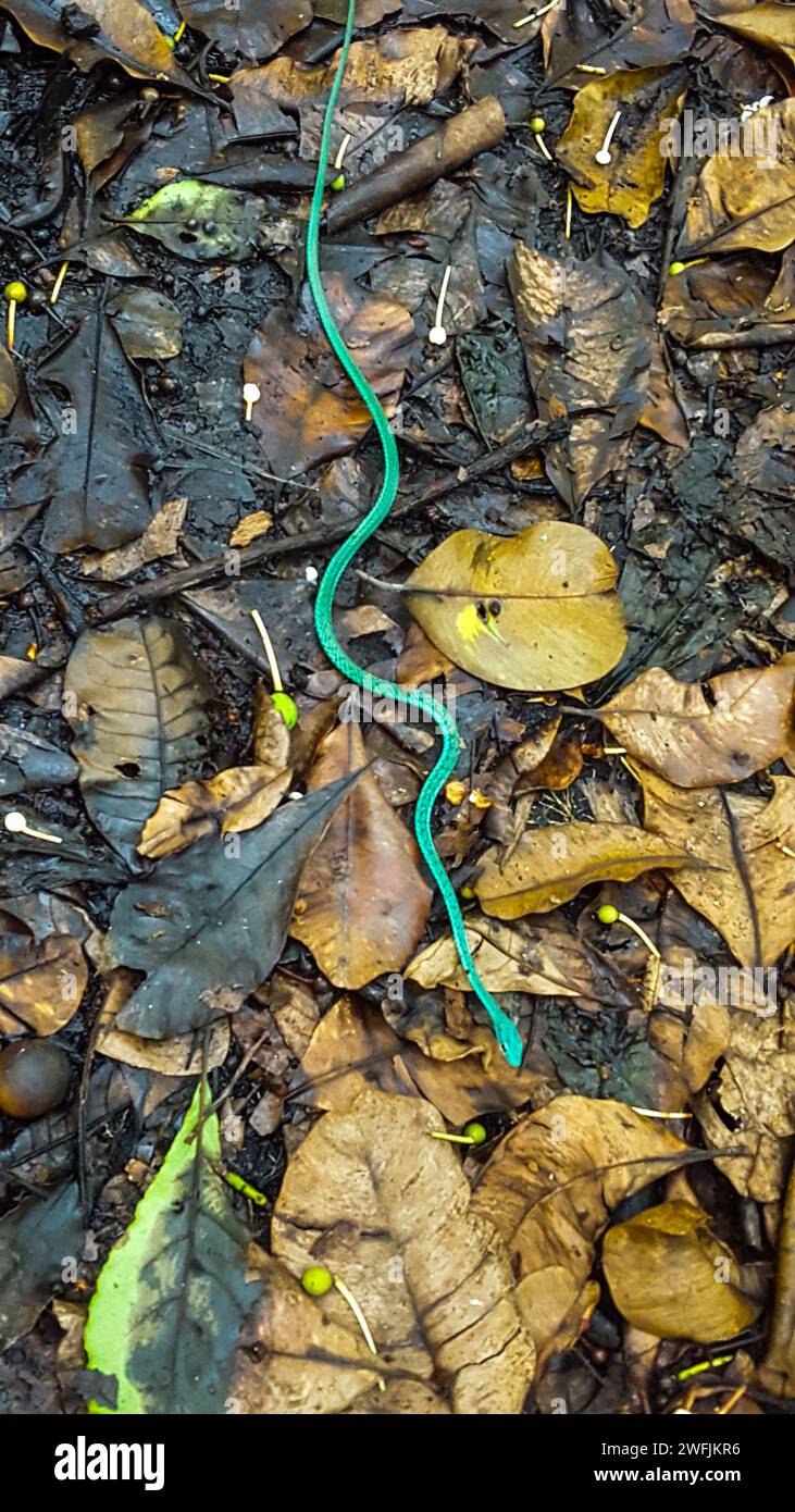snake crawling on the ground in jozani Forest Zanzibar Stock Photo - Alamy