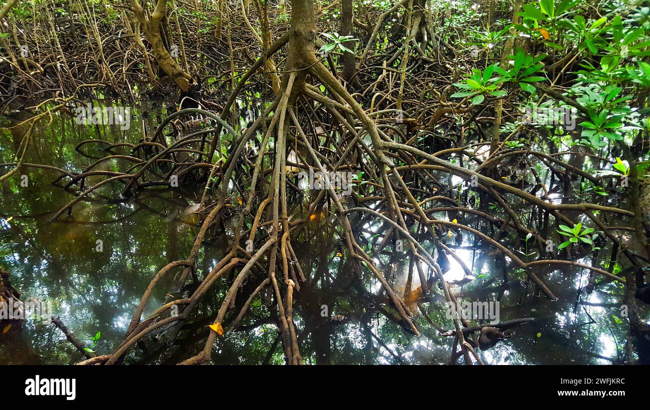 Jozani forest zanzibar island hi-res stock photography and images - Alamy