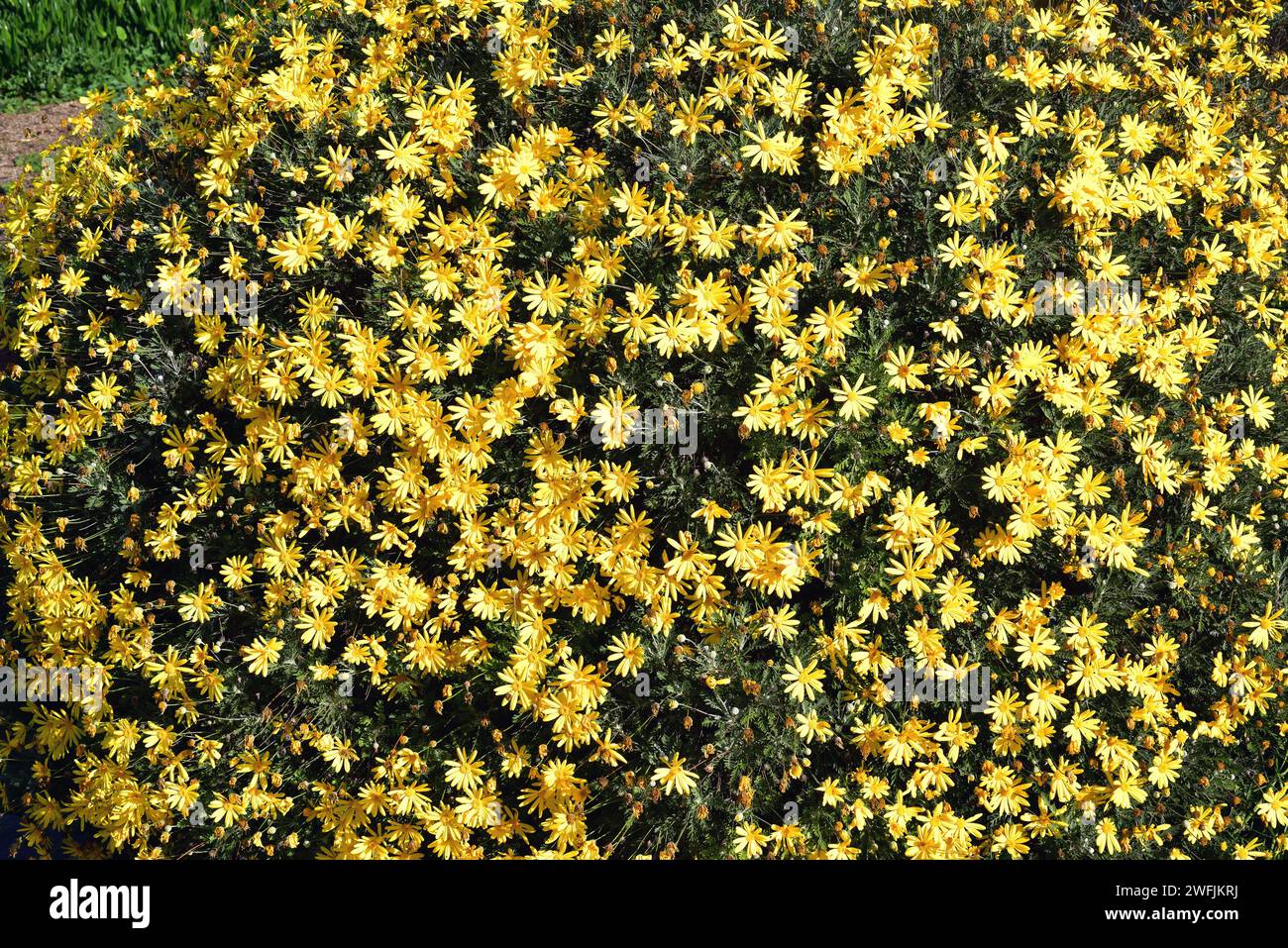 Yellow bush daisy (Euryops pectinatus) is an evergreen shrub endemic to ...