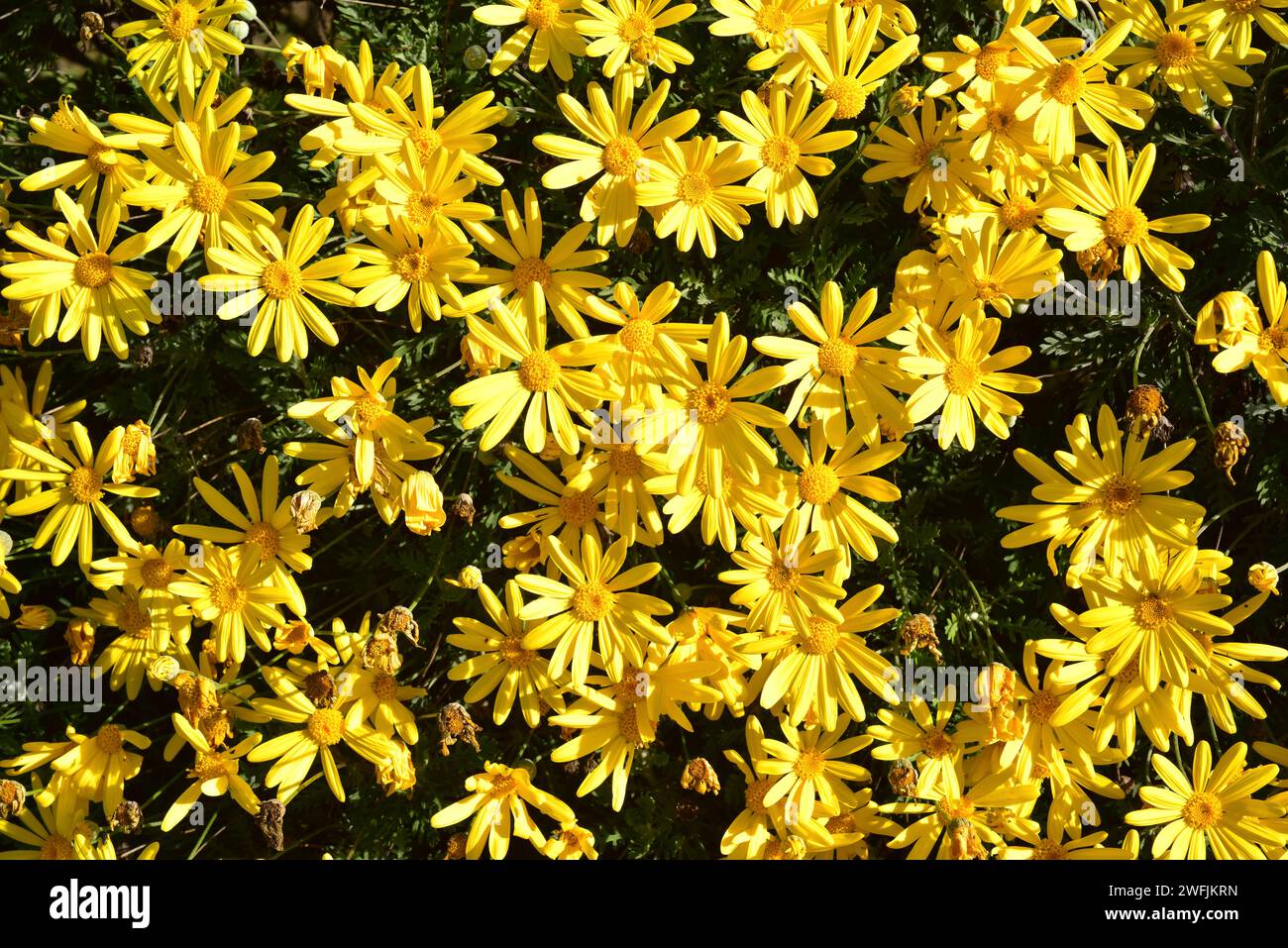 Yellow bush daisy (Euryops pectinatus) is an evergreen shrub endemic to ...