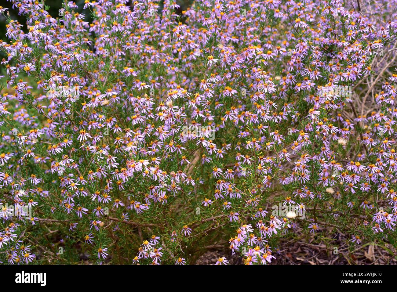 Fine-leaved felicia (Felicia filifolia) is an evergreen shrub native to ...