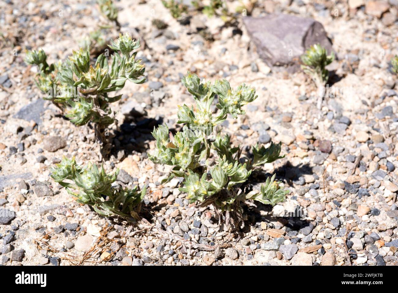 Broadleaf cottonrose (Filago pyramidata) is an annual herb native to ...