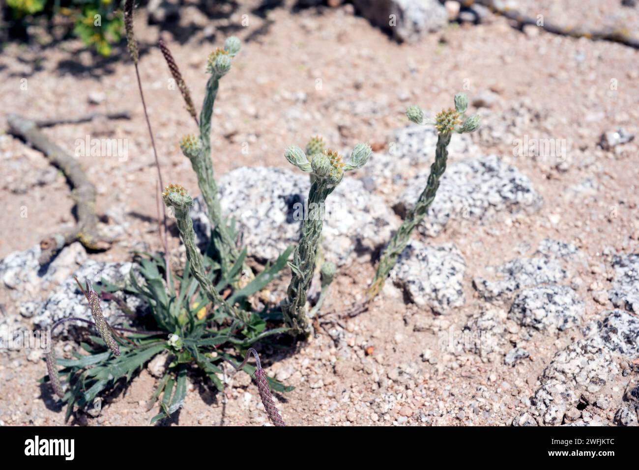 Common cudweed (Filago vulgaris or Filago germanica) is an annual plant ...