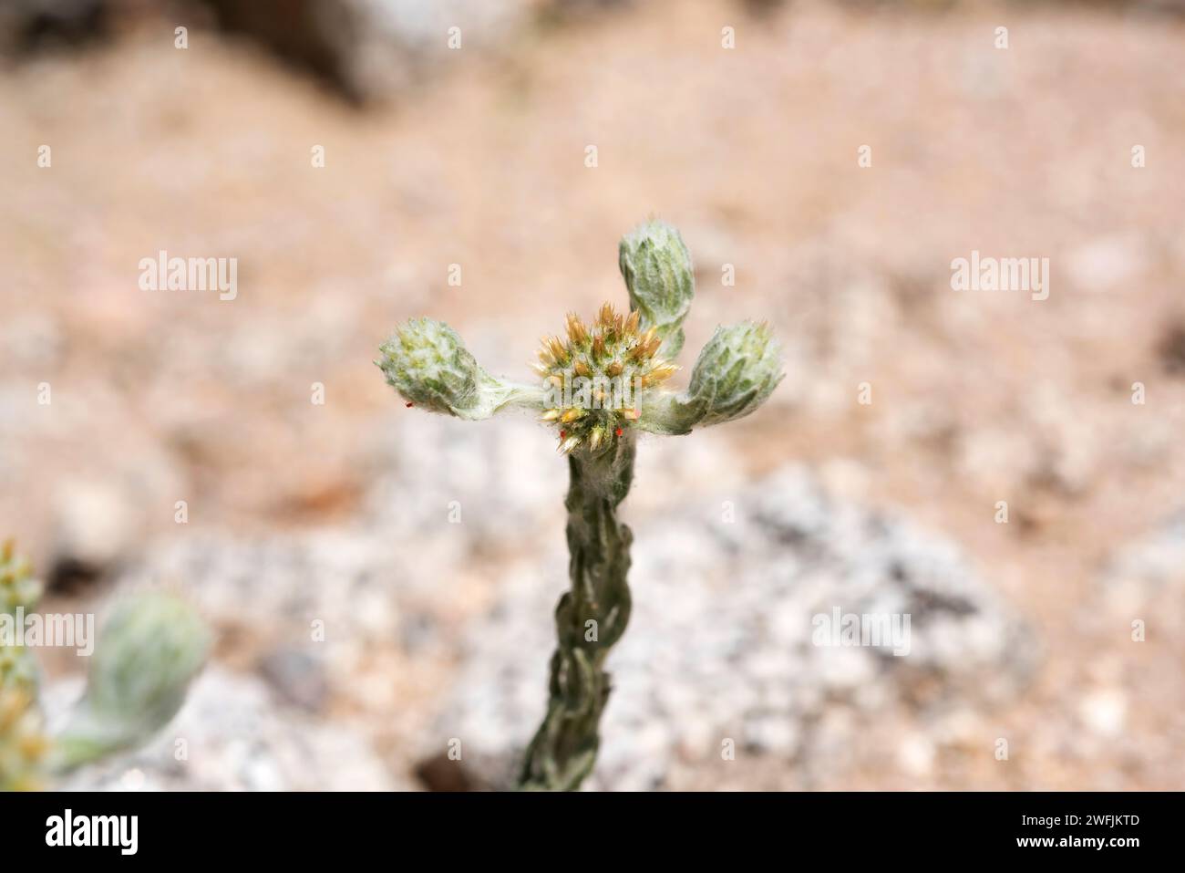 Common cudweed (Filago vulgaris or Filago germanica) is an annual plant ...