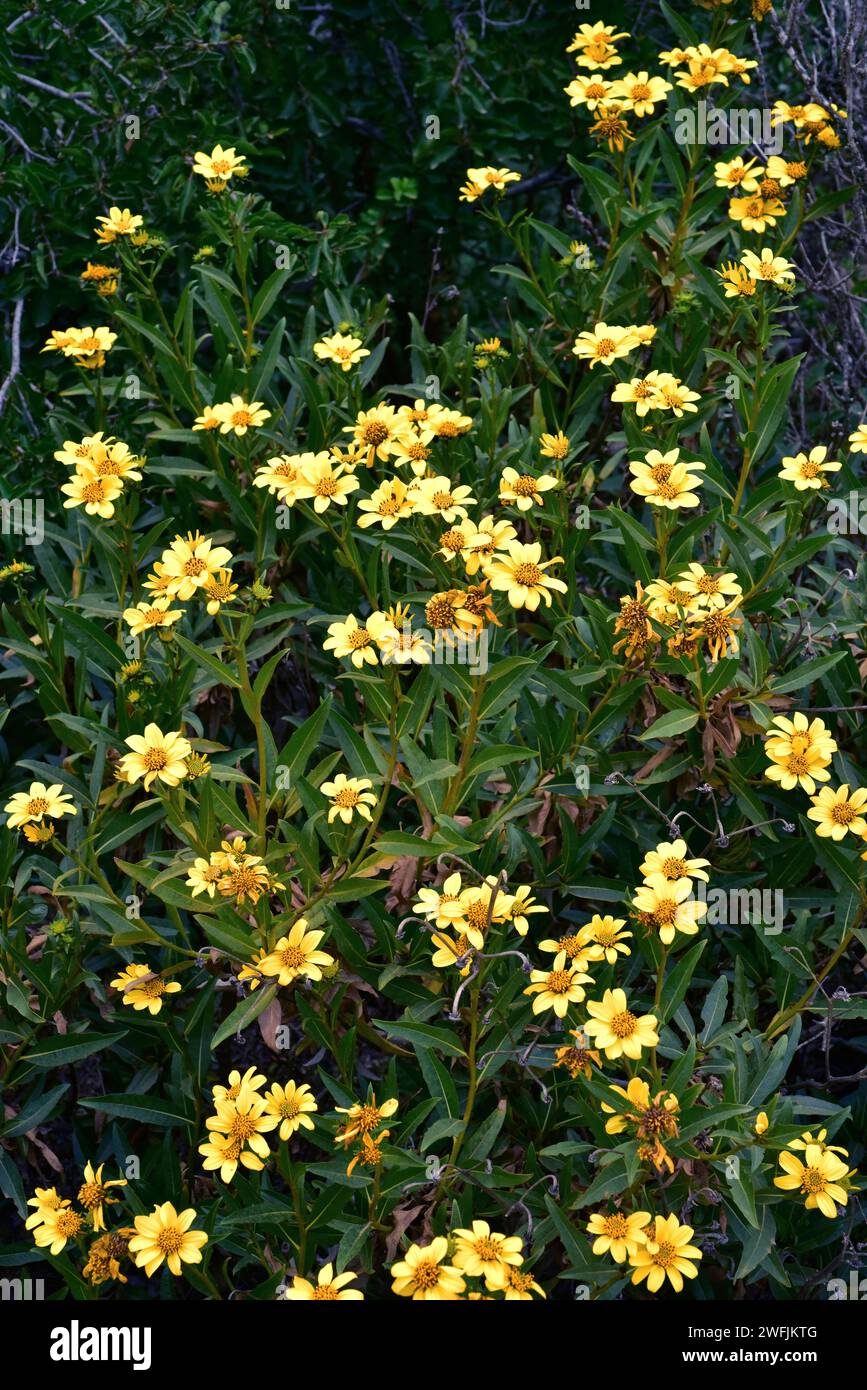 Maravilla del campo (Flourensia thurifera) is an evergreen shrub native ...