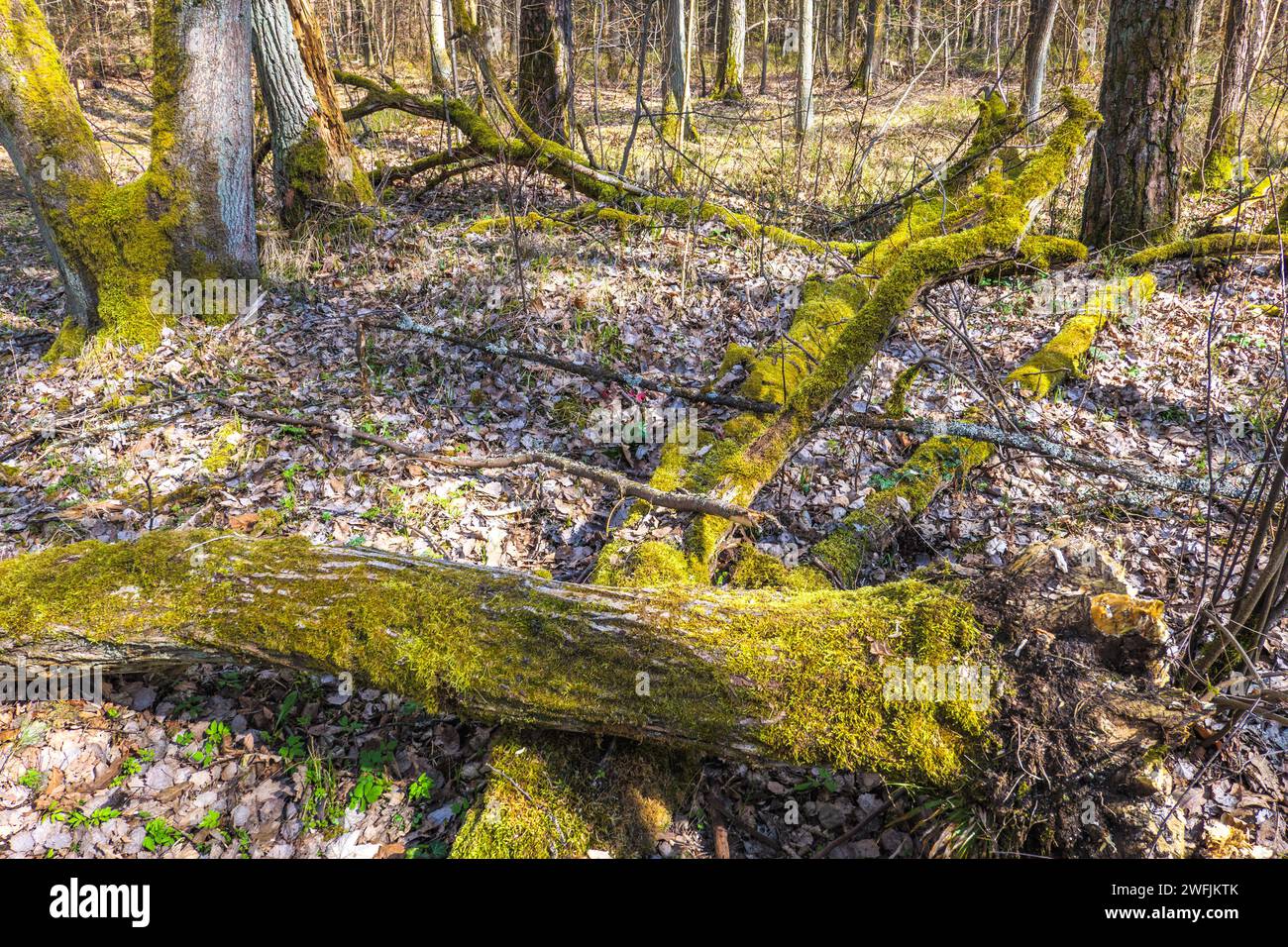 Dead wood covered with moss lying on the forest floor in the spring ...
