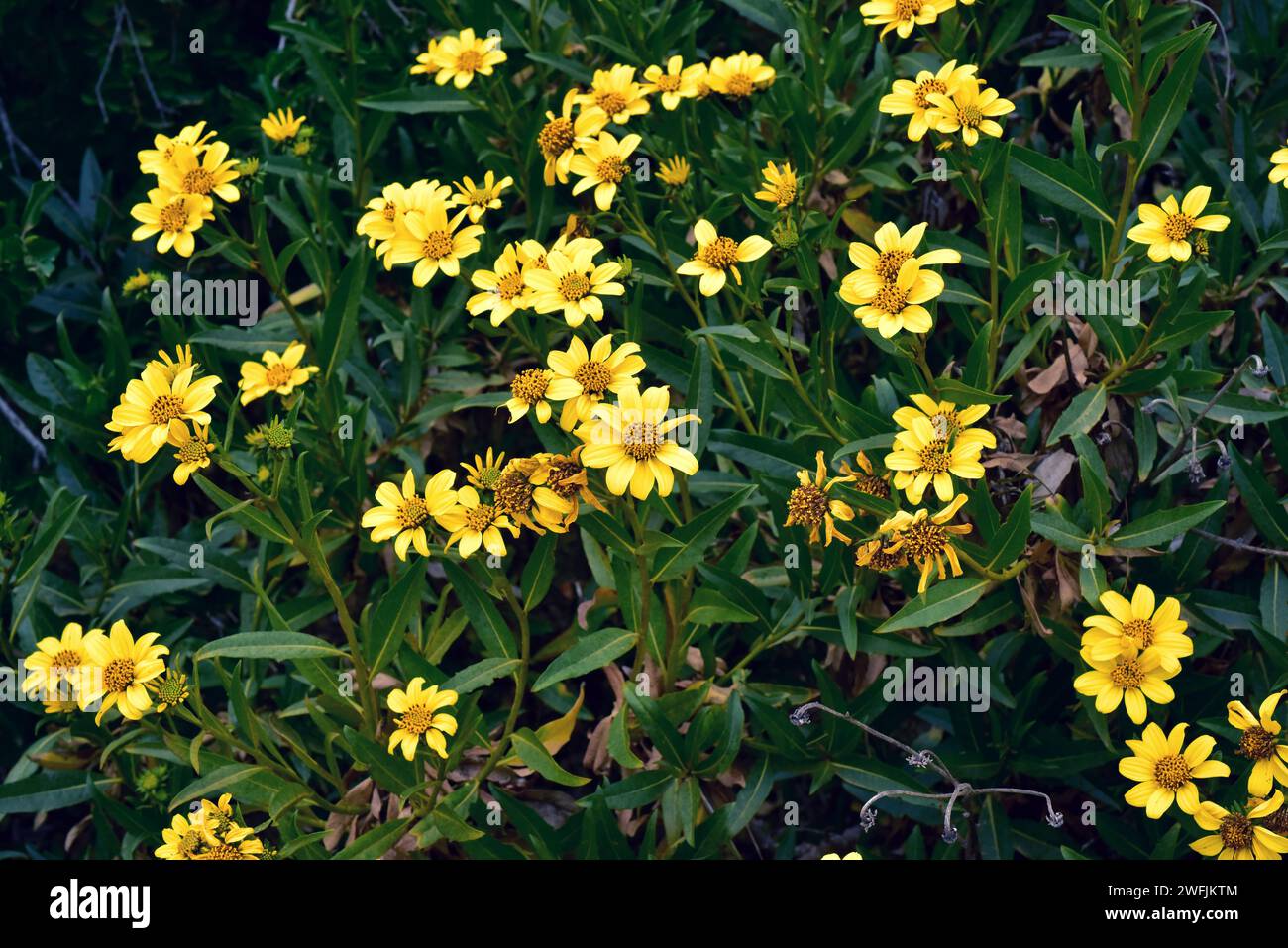 Flourensia thurifera hi-res stock photography and images - Alamy