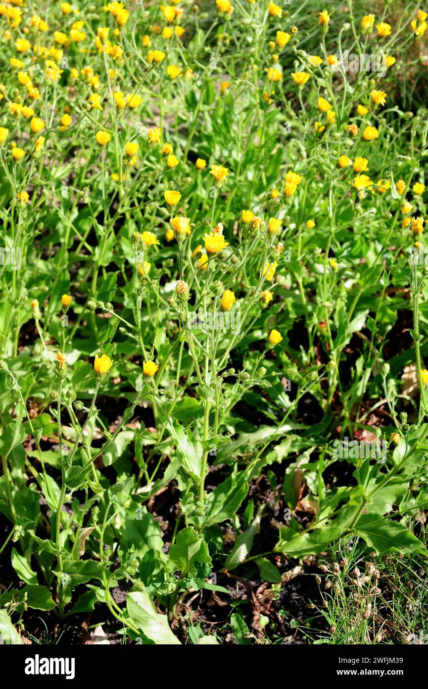 Sticky hawkweed hi-res stock photography and images - Alamy