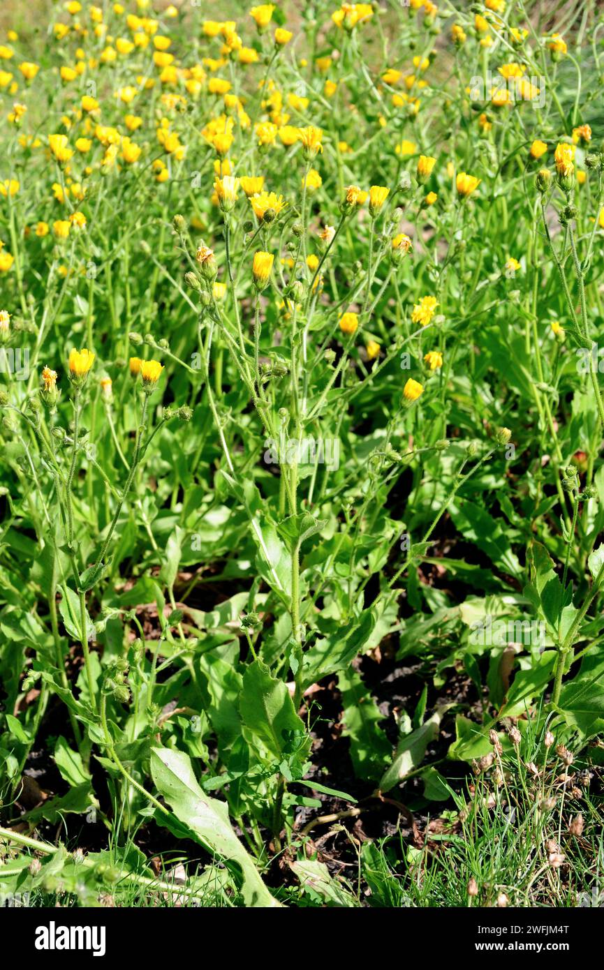Sticky hawkweed (Hieracium amplexicaule) is a perennial herb native to ...