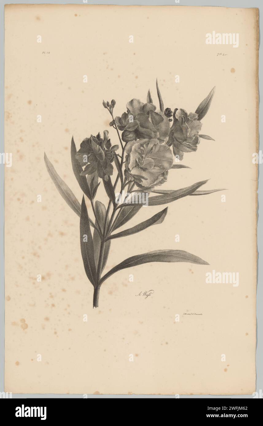 Flowers, Anton Weiss, 1820 - 1833 print Up to the top right 7th Lev ...