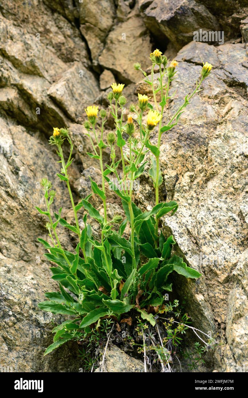Sticky hawkweed hi-res stock photography and images - Alamy