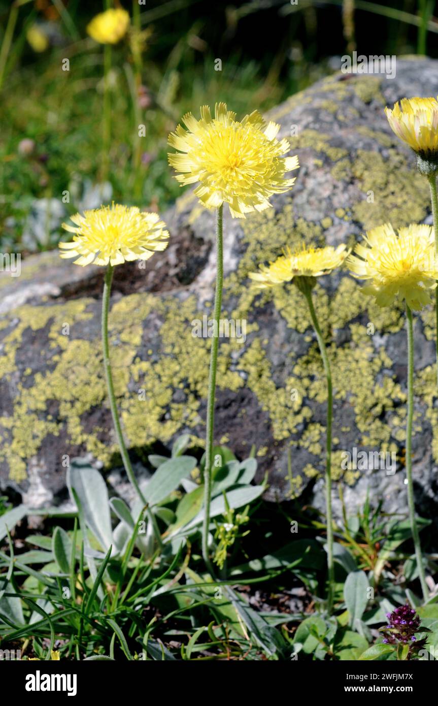 Mouse-ear hawkweed (Hieracium pilosella or Pilosella officinarum) is a ...