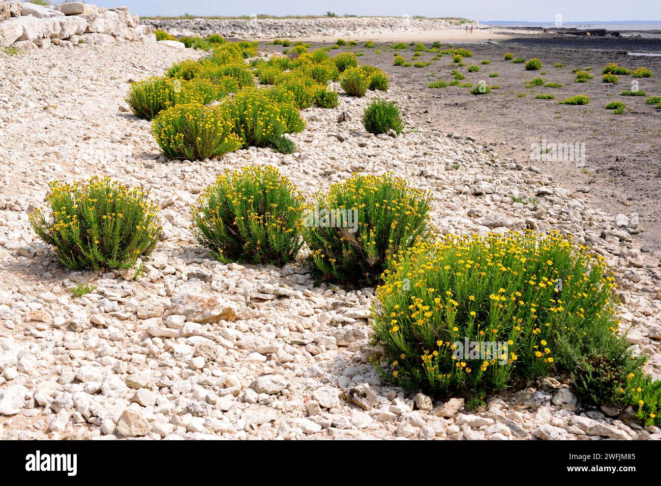 Golden samphire (Inula crithmoides or Limbarda crithmoides) is a ...