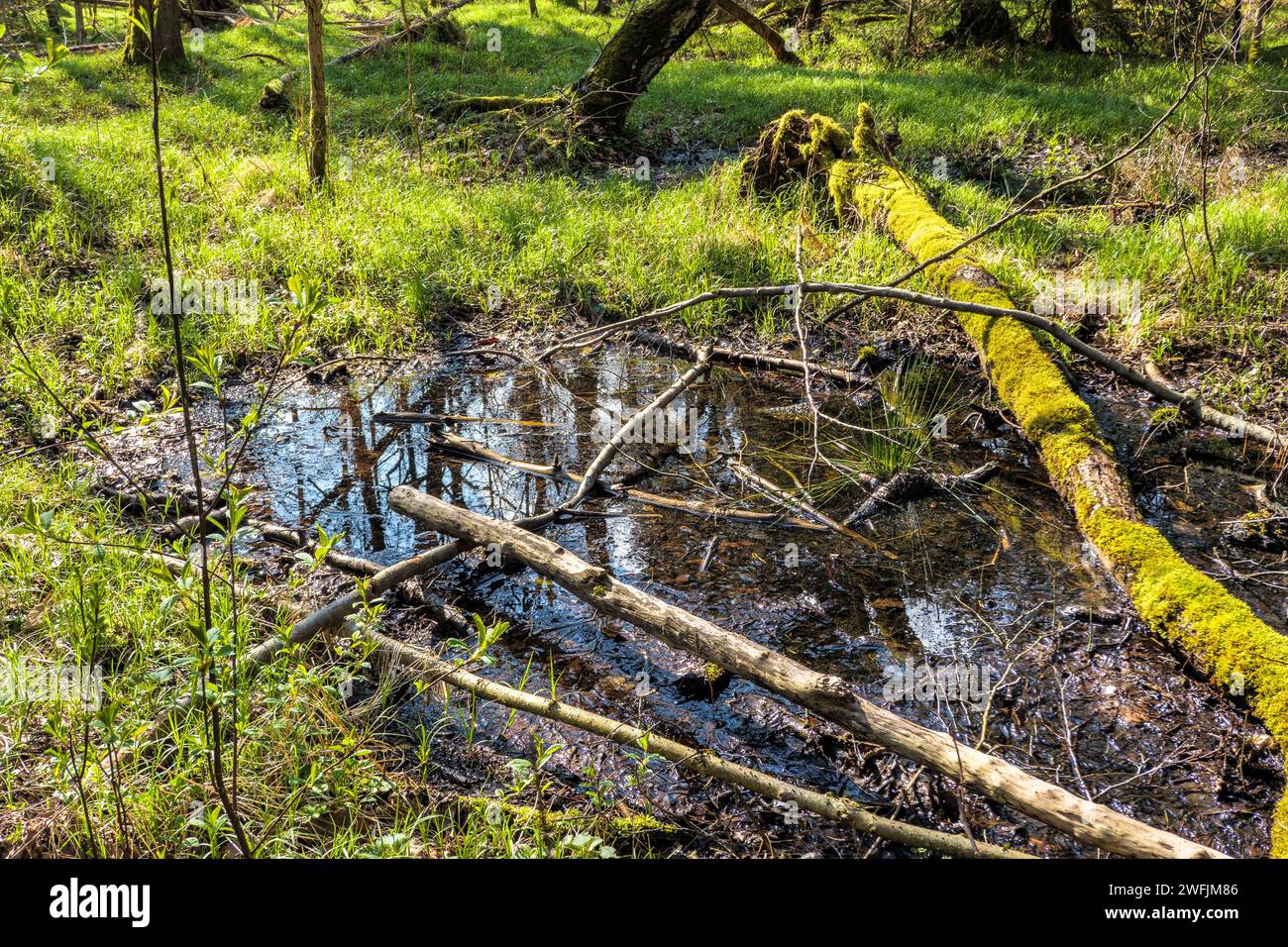 Idyllic natural landscape with water point and mossed deadwood in ...