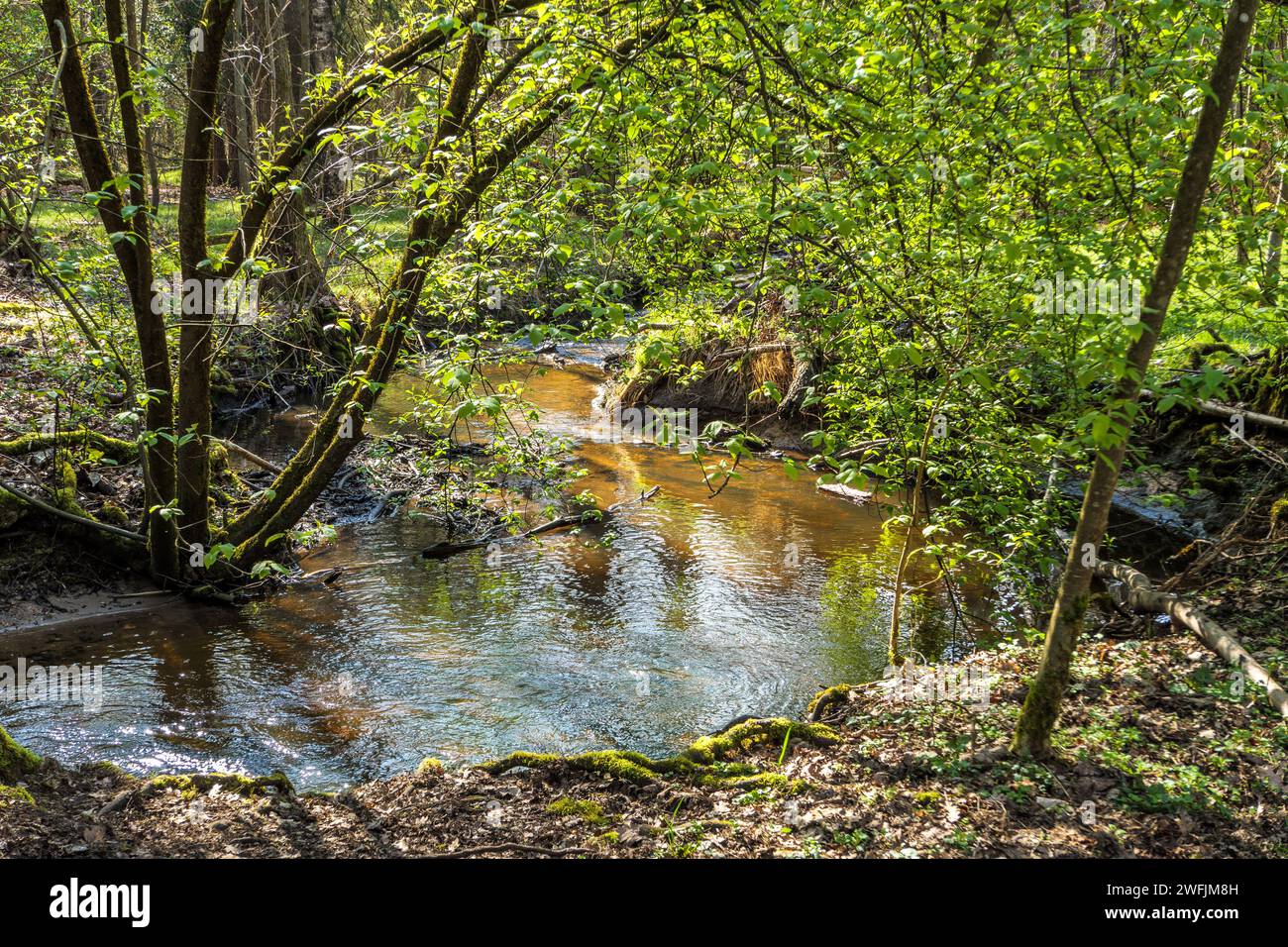 Idyllic natural landscape with stream and green bushes in spring Stock ...