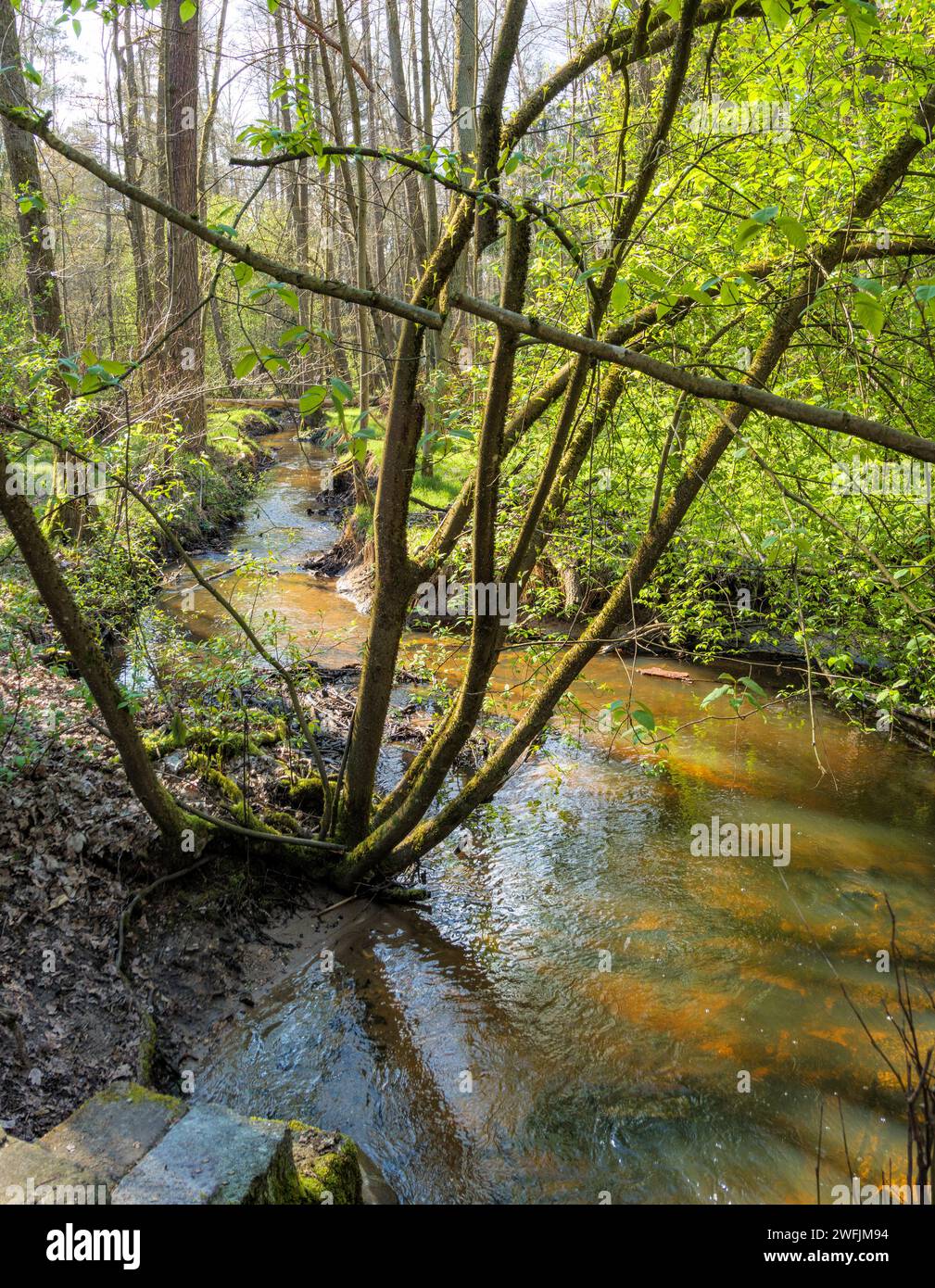 Idyllic natural landscape with stream and green bushes in spring Stock ...