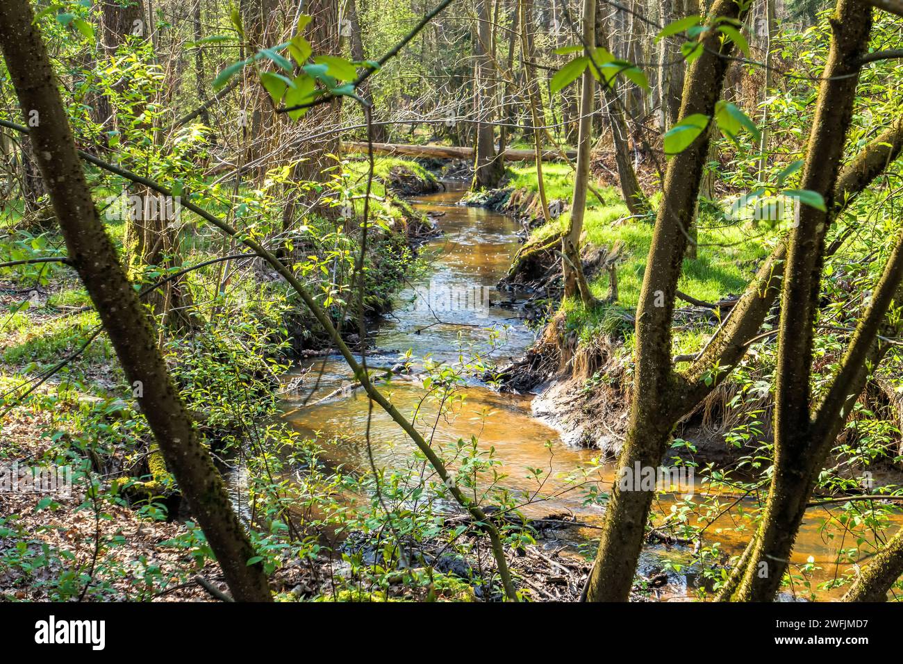 Nature landscape tree bushes hi-res stock photography and images - Alamy