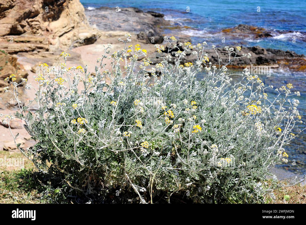 Silver ragwort (Jacobaea maritima or Senecio cineraria) is a perennial ...