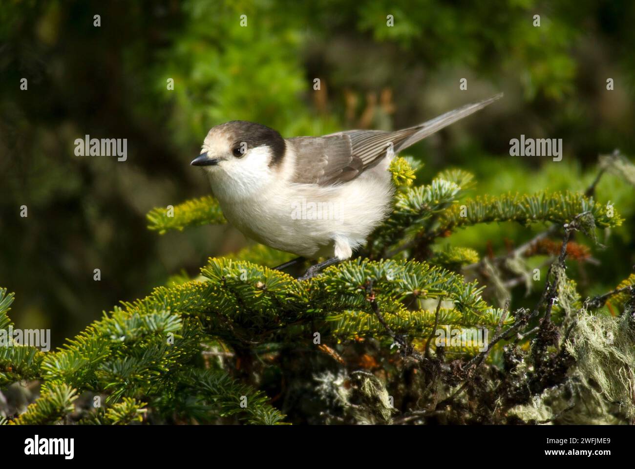 Gray jay, Waldo Lake State Scenic Waterway, Willamette National Forest ...