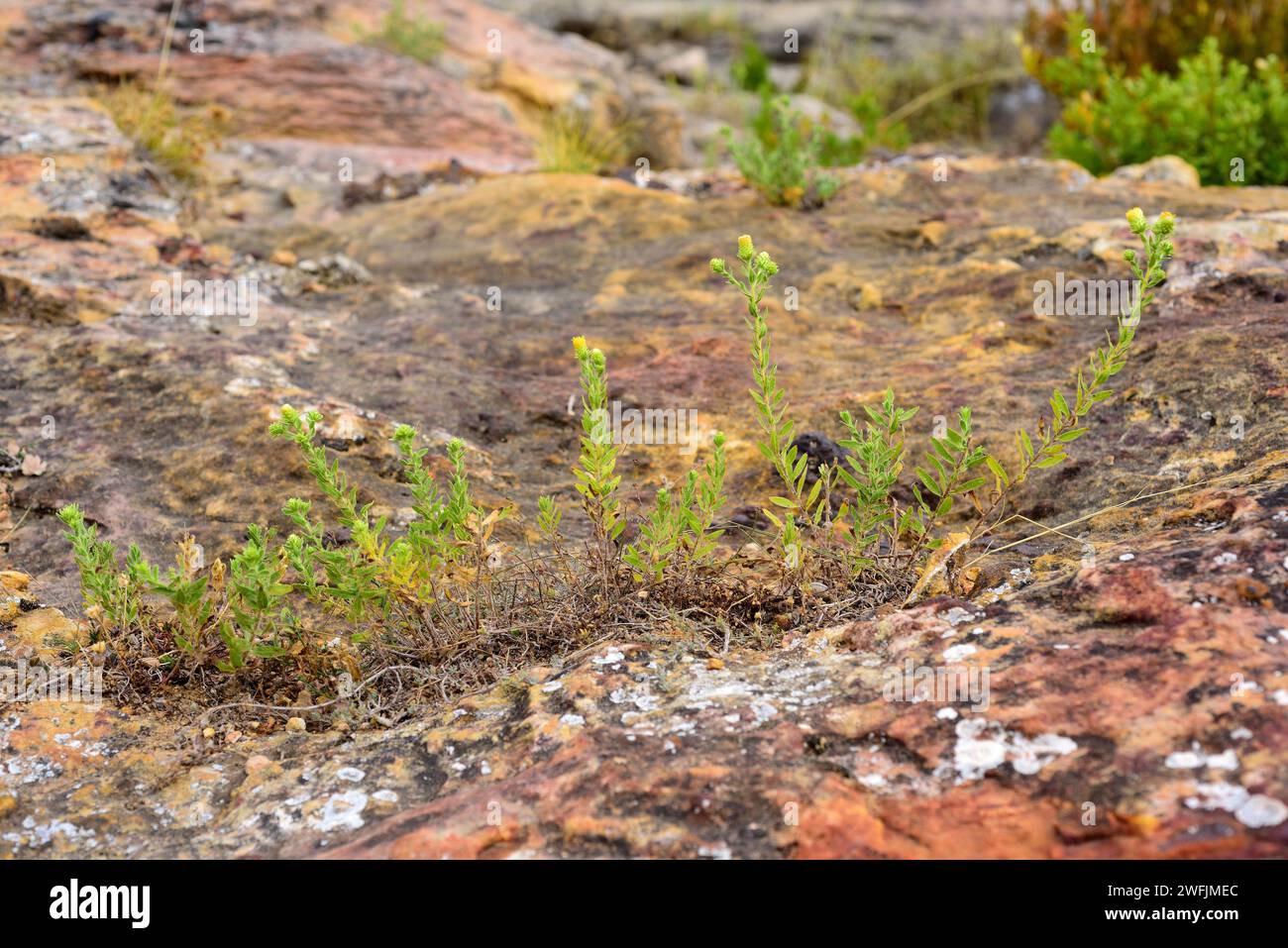 Te de roca hi-res stock photography and images - Alamy