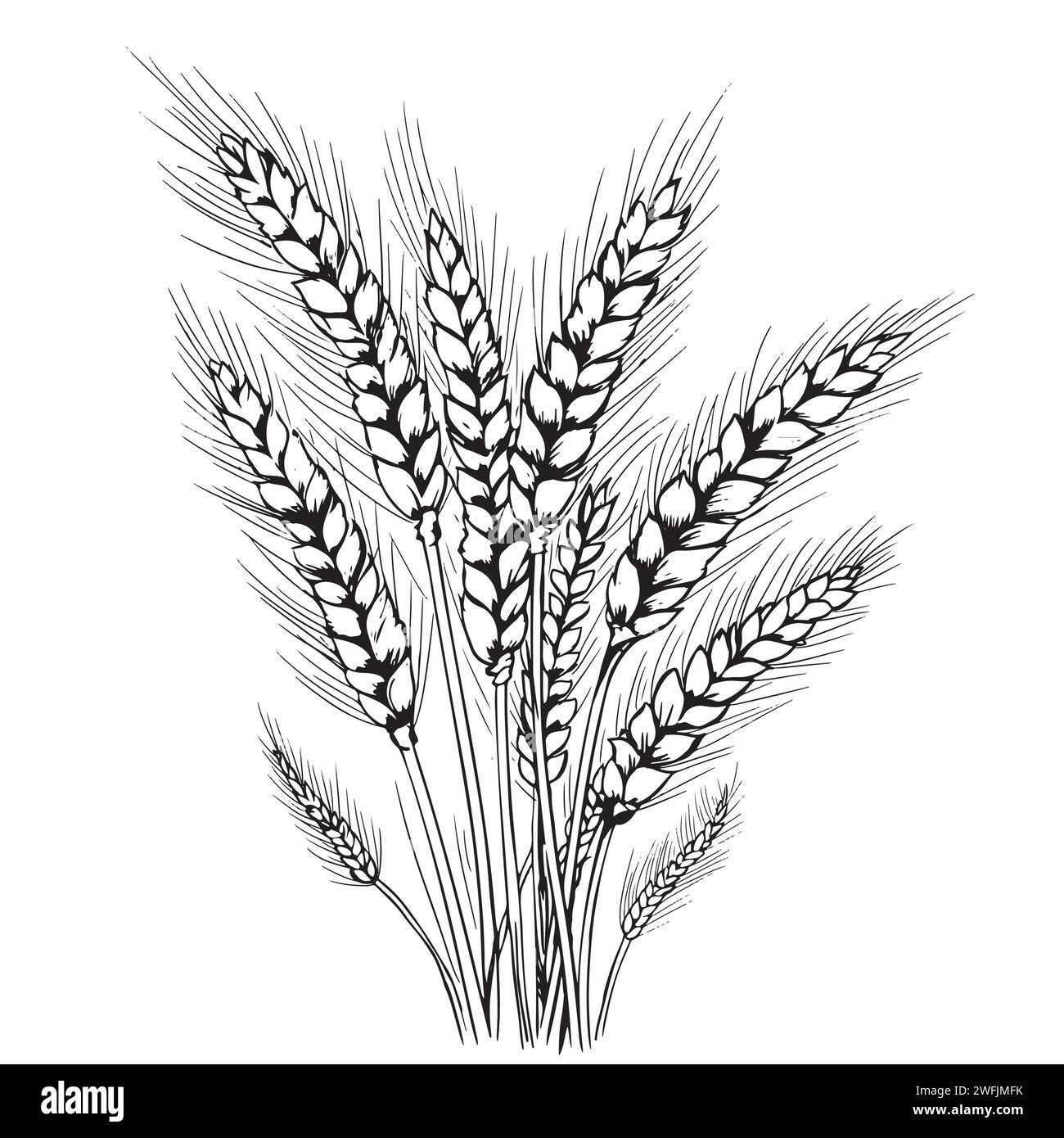 Grains plants and cereal, rye barley and wheat ear spikes. Bakery food ...