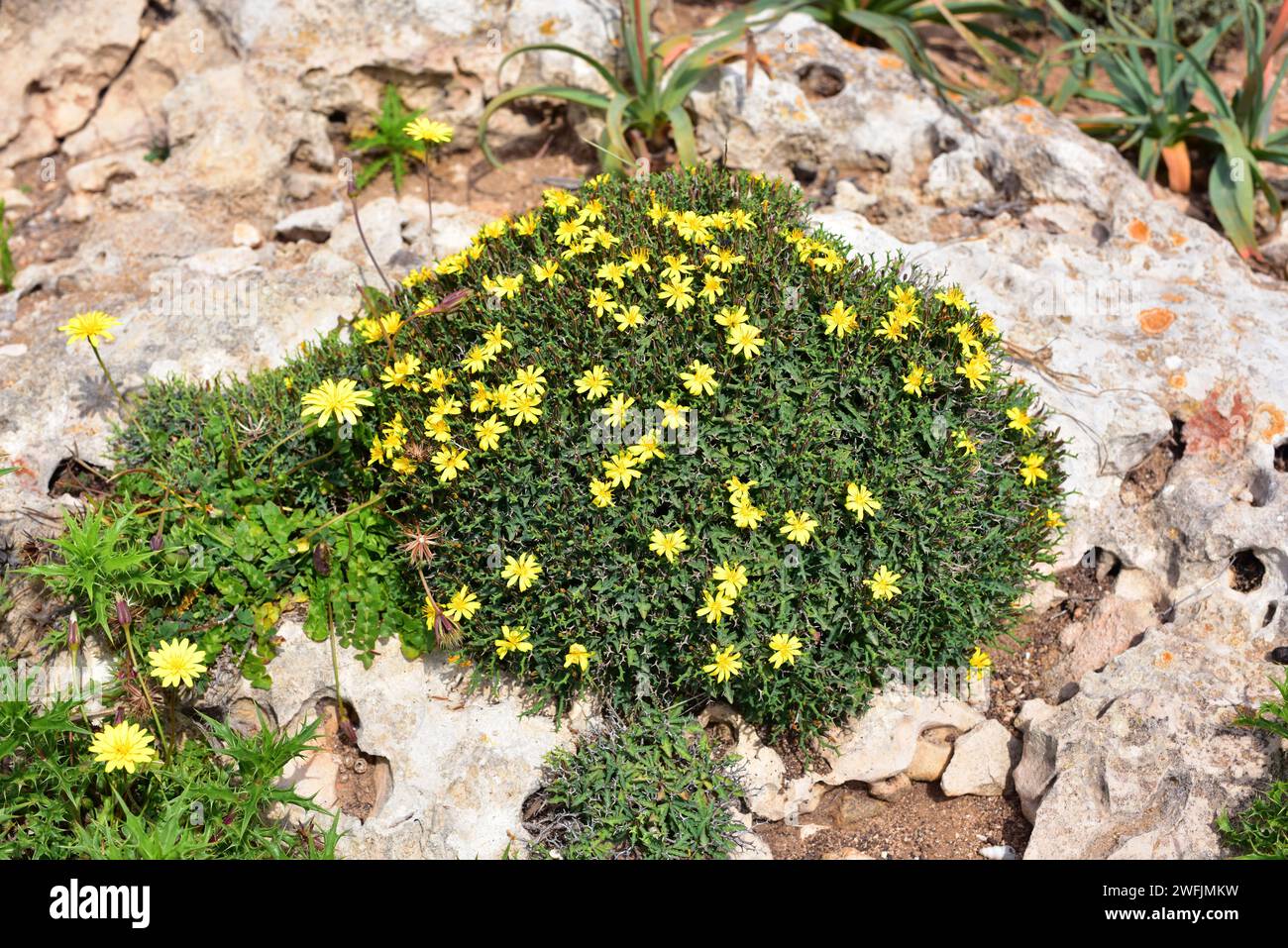 Socarrell (Launaea cervicornis) is a spiny shrub endemic to Mallorca ...