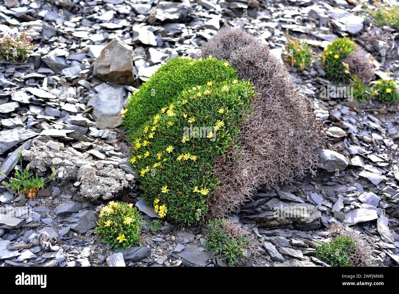 Socarrell (Launaea cervicornis) is a spiny shrub endemic to Mallorca ...