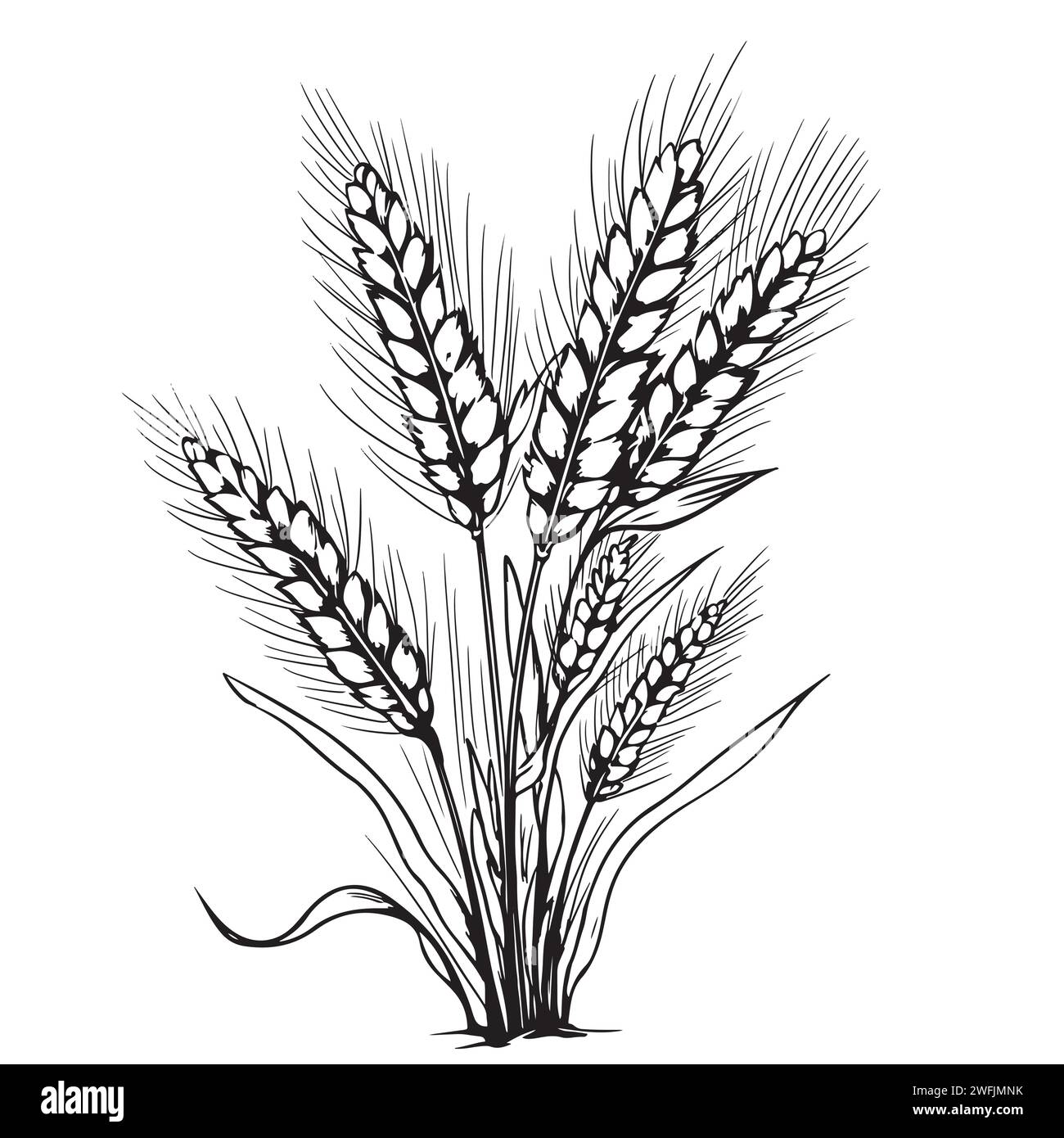 Grains plants and cereal, rye barley and wheat ear spikes. Bakery food ...