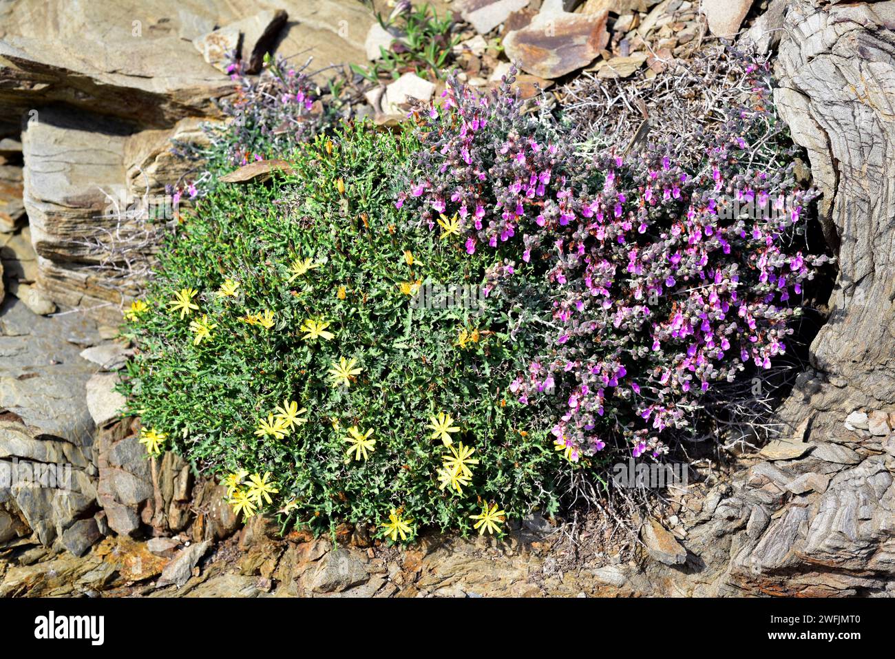 Socarrell (Launaea cervicornis) is a spiny shrub endemic to Mallorca ...