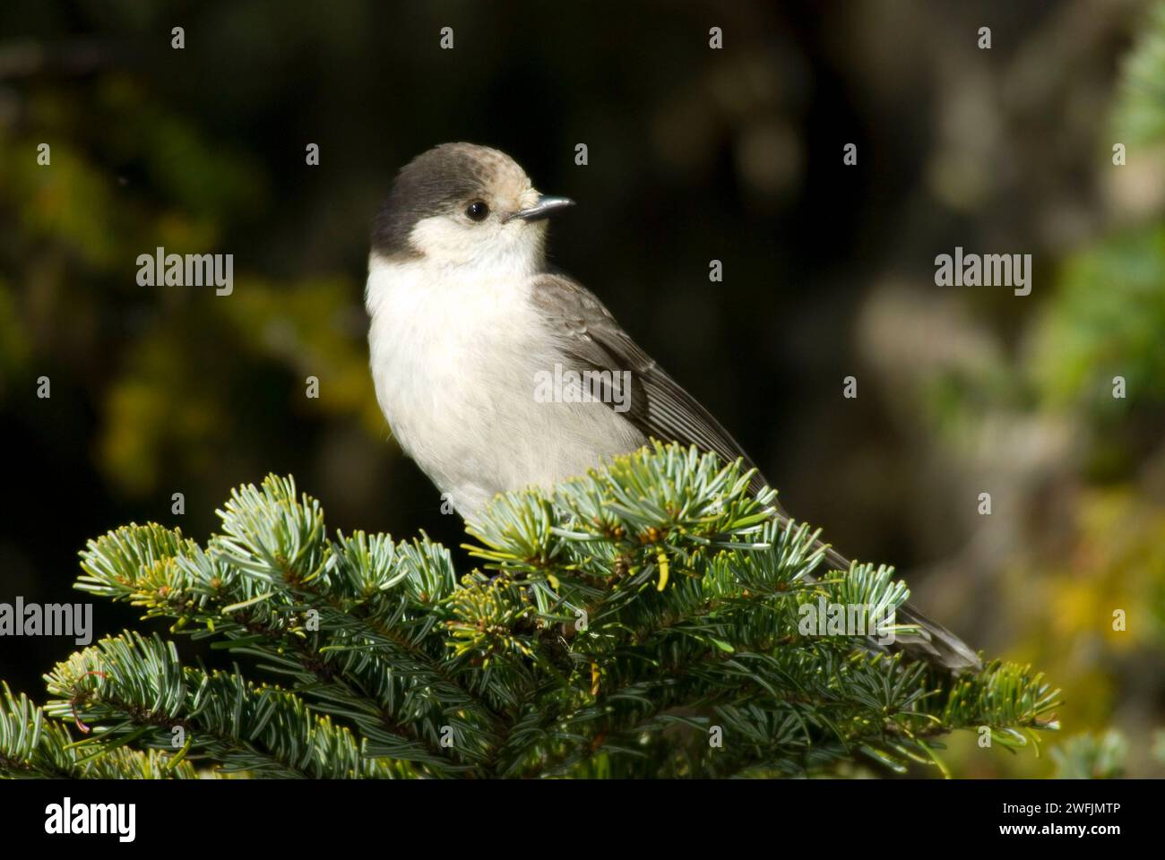 Gray jay (Perisoreus canadensis), Waldo Lake State Scenic Waterway ...