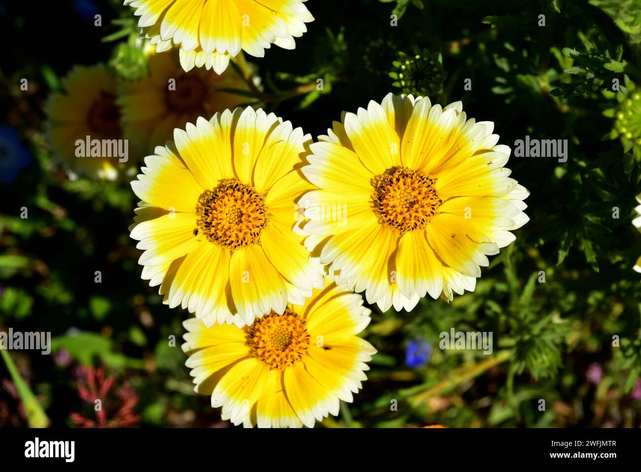 Coastal tidytips (Layia platyglossa) is an annual herb native to ...