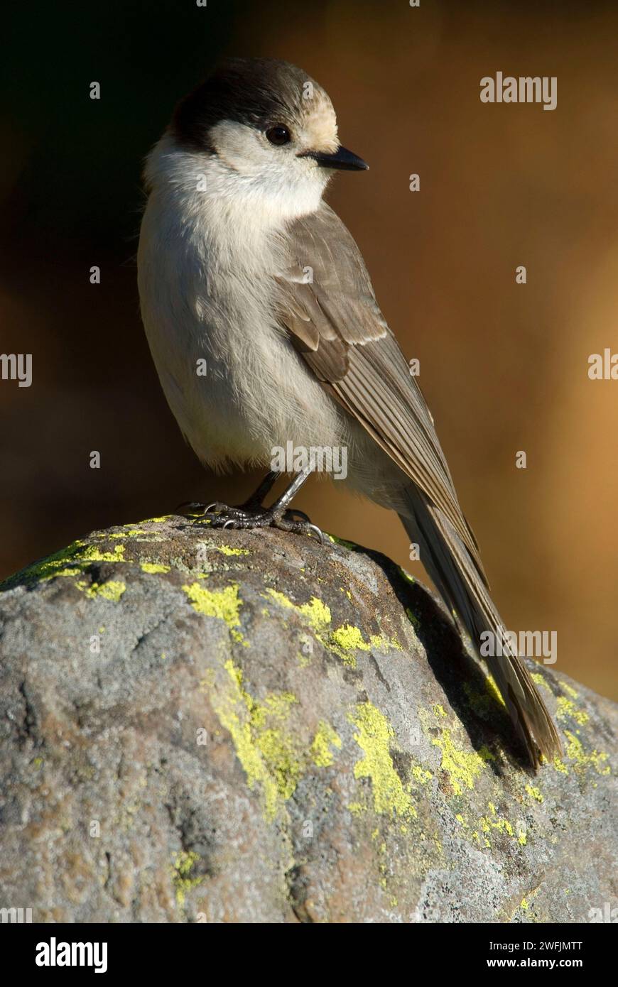 Gray jay (Perisoreus canadensis), Waldo Lake State Scenic Waterway ...