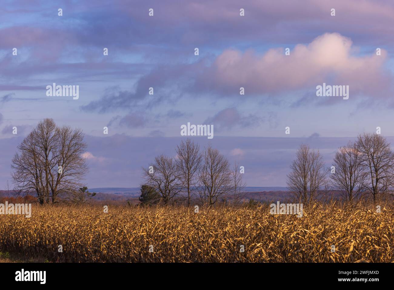 Standing corn on an autumn morning in northern Wisconsin Stock Photo ...