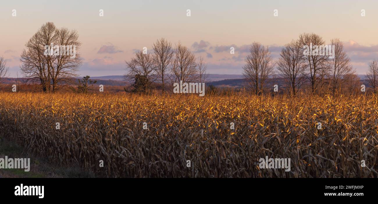 October standing corn hi-res stock photography and images - Alamy