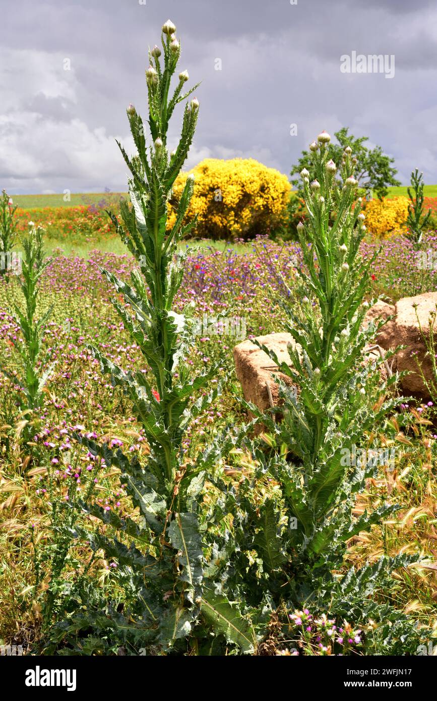 Reticulate thistle or cardo gigante (Onopordum nervosum) is an erect ...