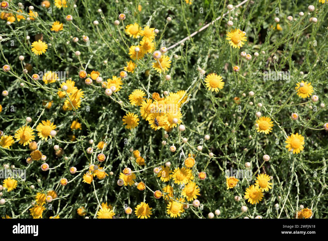 Ormenis scariosa or Cladanthus scariosus is a perennial herb endemic to ...
